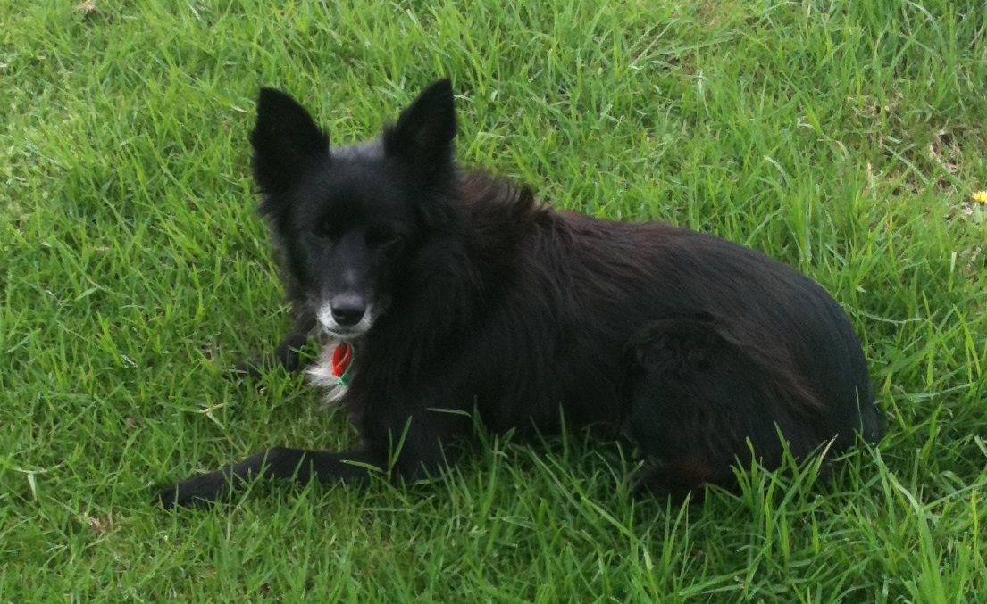 Get Up and Go Dog Australia - Testimonials